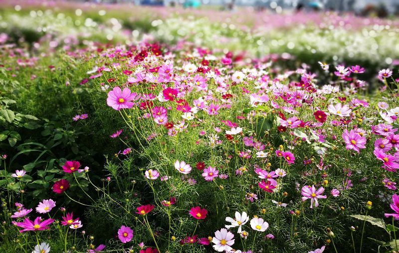 Sensibilisez vos clients aux fleurs écoresponsables