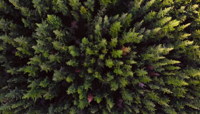 Choisir des meubles en pin pour votre boutique | TRADIS